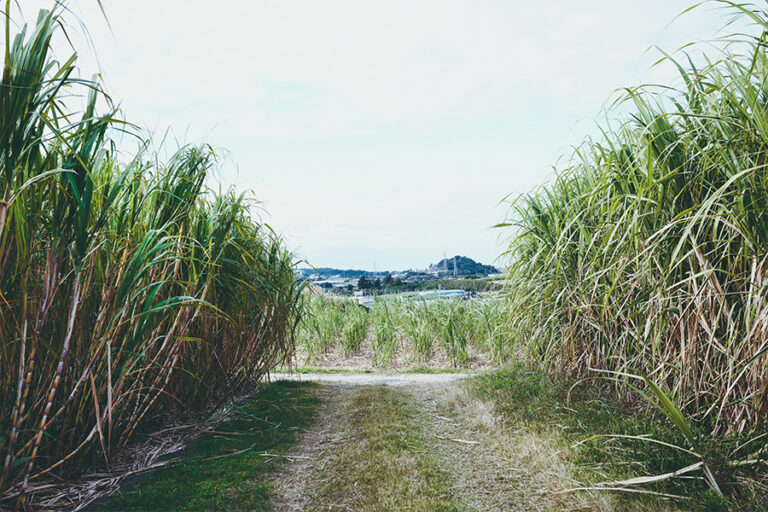 ONERUMが3つのシリーズを展開するワケ | ONERUM